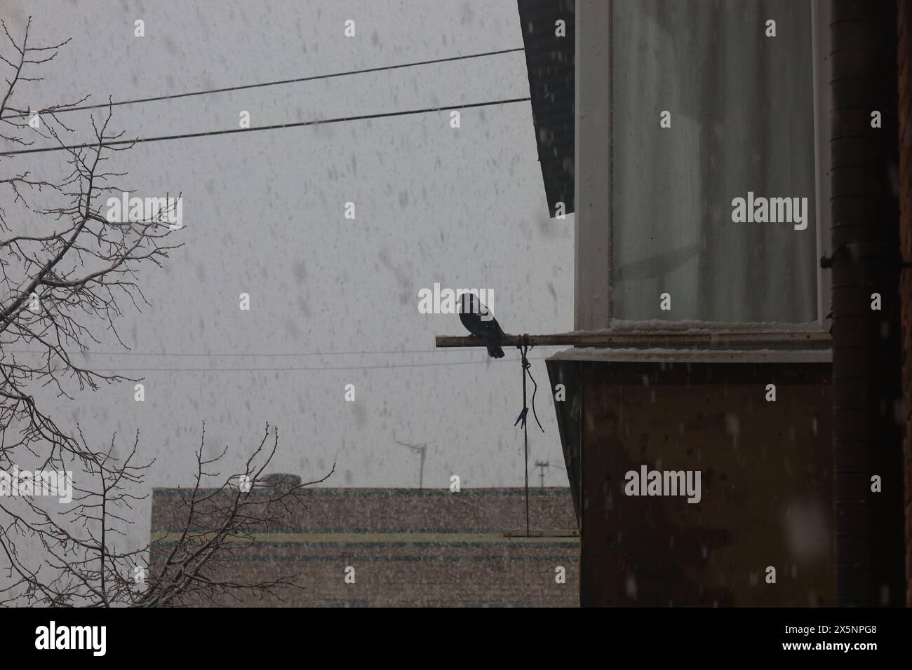 Gaza winter cold snow hi-res stock photography and images - Alamy