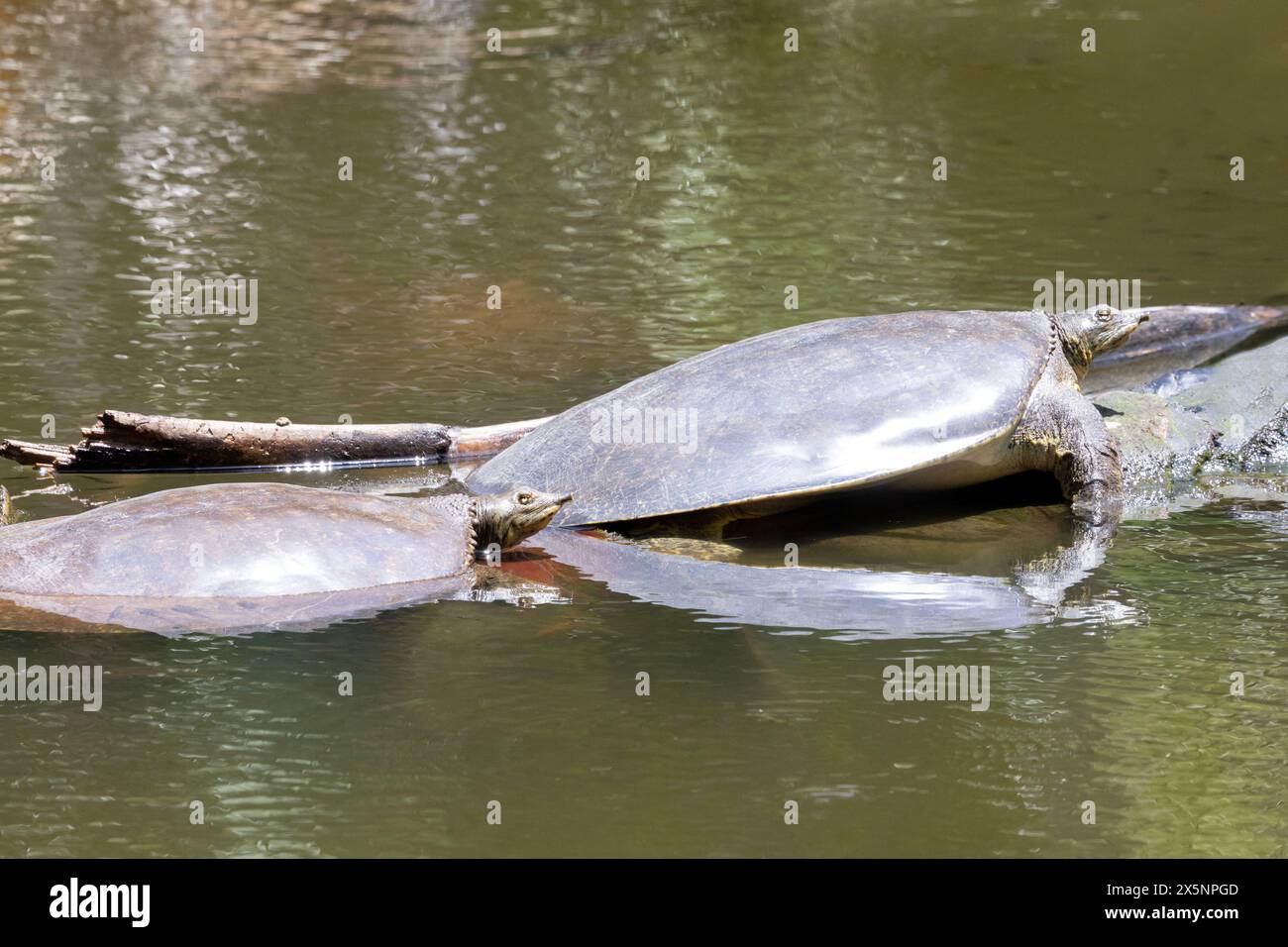 Two Softshell Turtles Hauled out of pond Stock Photo - Alamy
