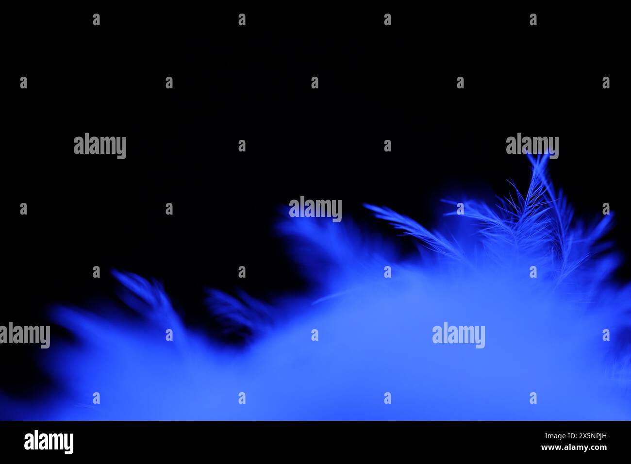 Purple feather in macro, bird feather Stock Photo - Alamy