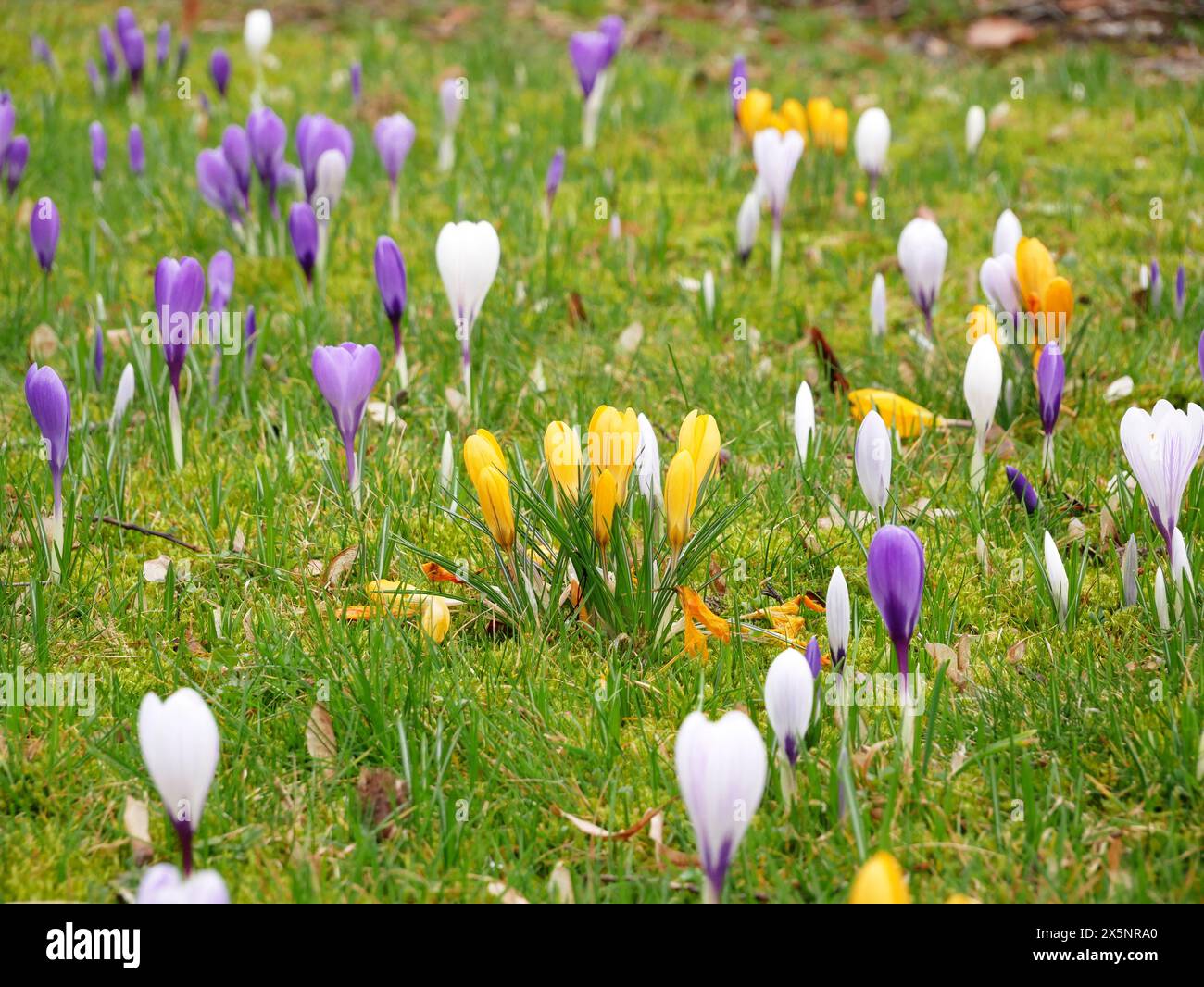Crocuses bloom in a vast park. A colorful scene heralding spring and ...
