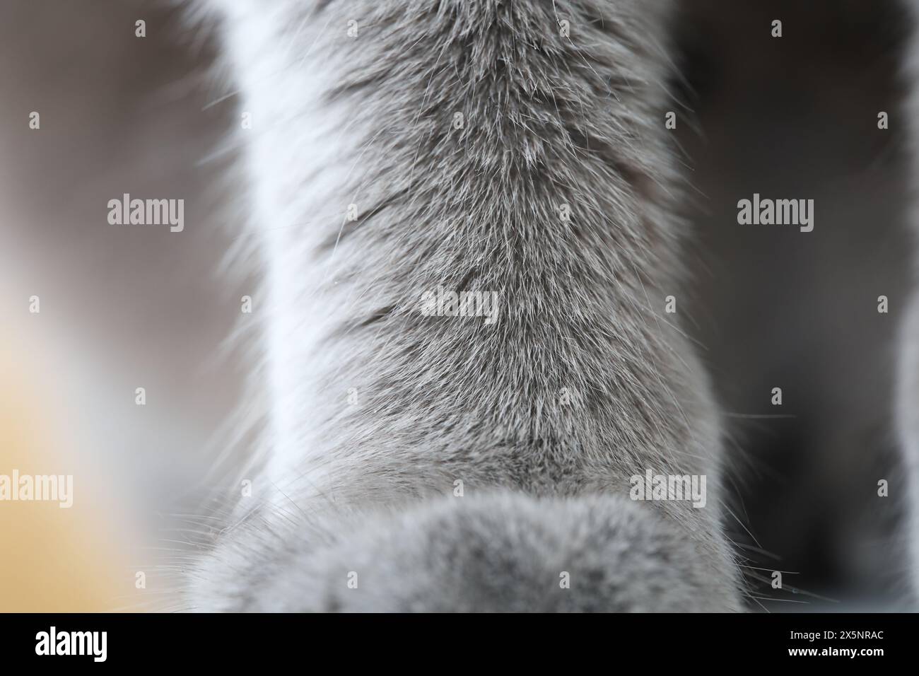 Cat and texture hi-res stock photography and images - Alamy
