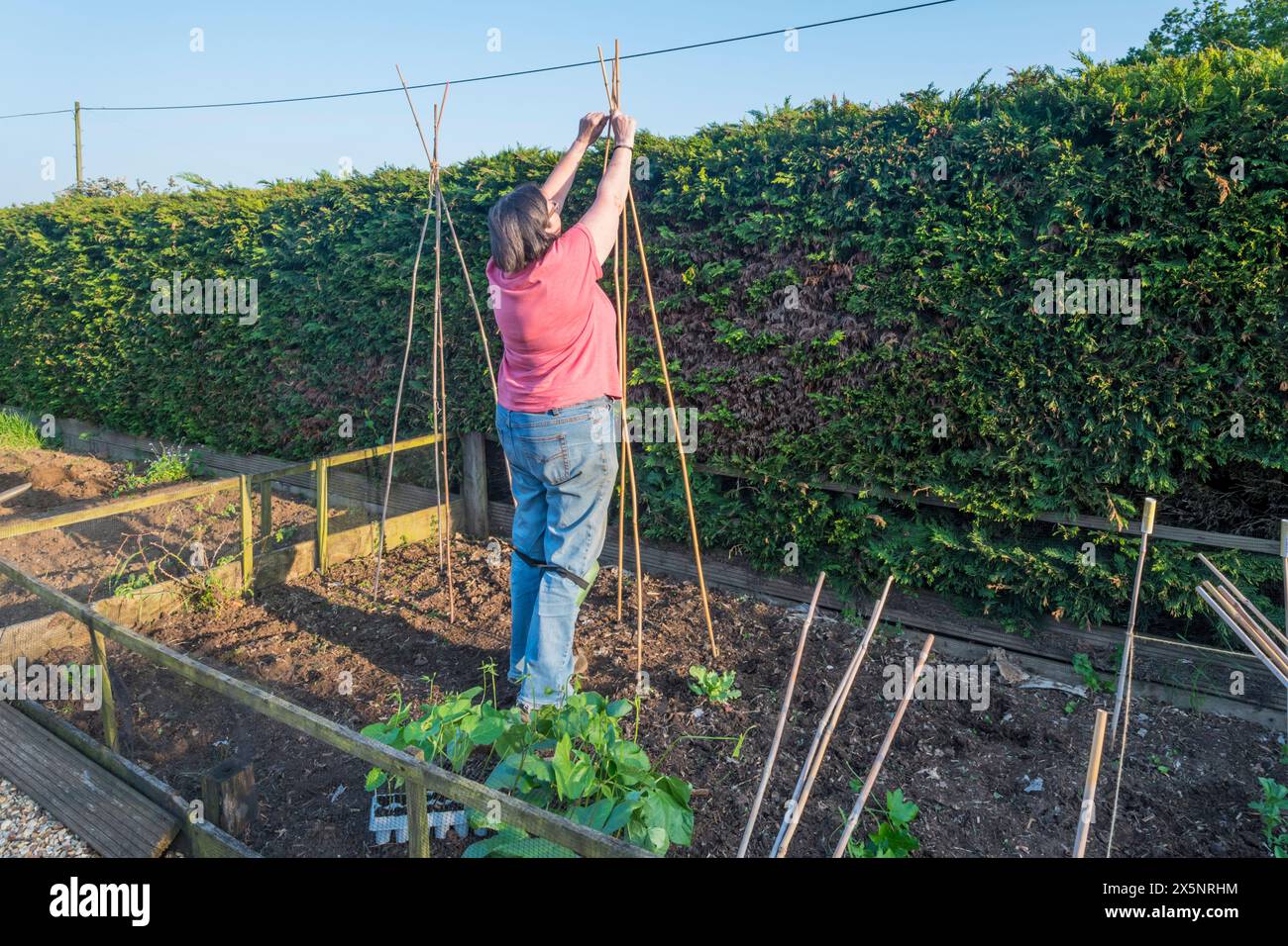 Woman building bamboo tripods ready to plant out climbing runner bean ...