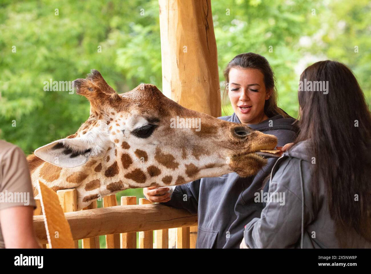 Berlin zoo giraffe house hi-res stock photography and images - Alamy