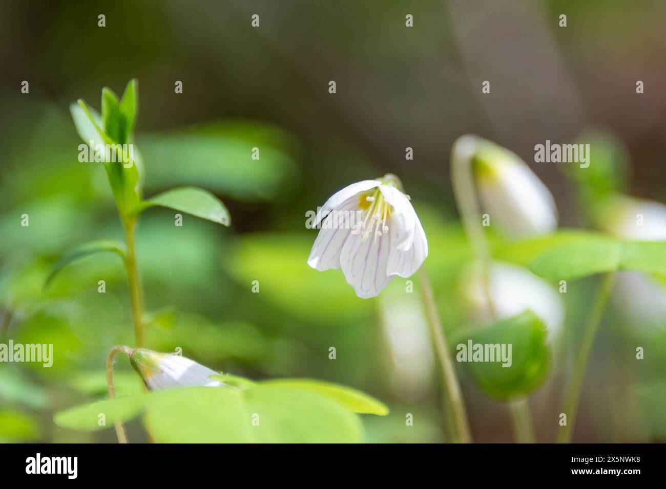 Spring flowers primrose blooming in a forest clearing. Forest flora ...