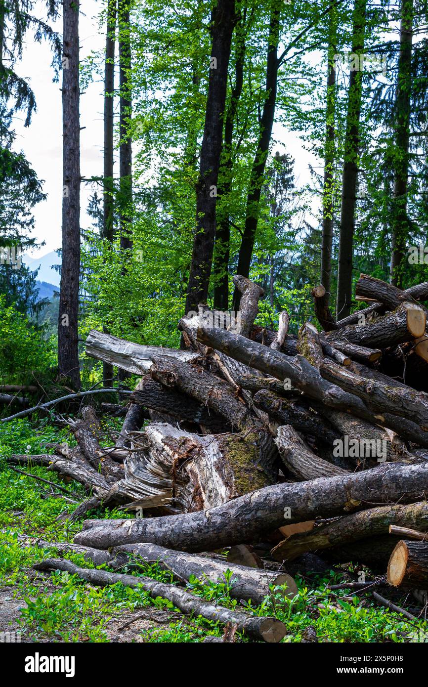 Many cut tree trunks stacked on top of each other Stock Photo - Alamy