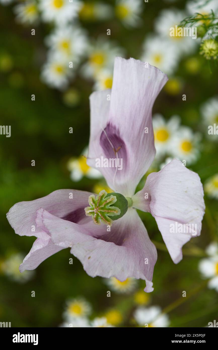 blossom of the opium poppy against the background of the opium poppy ...