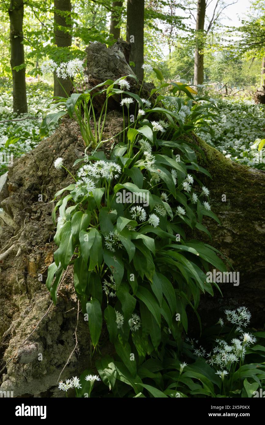 A multitude of wild garlic plants overgrow the root ball of a fallen ...
