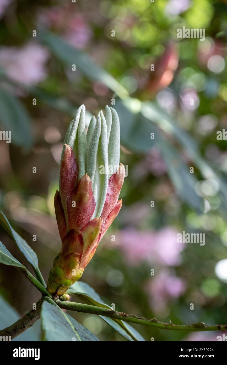 Rhododendron buds, growing on large rhododendron trees next to the lake ...