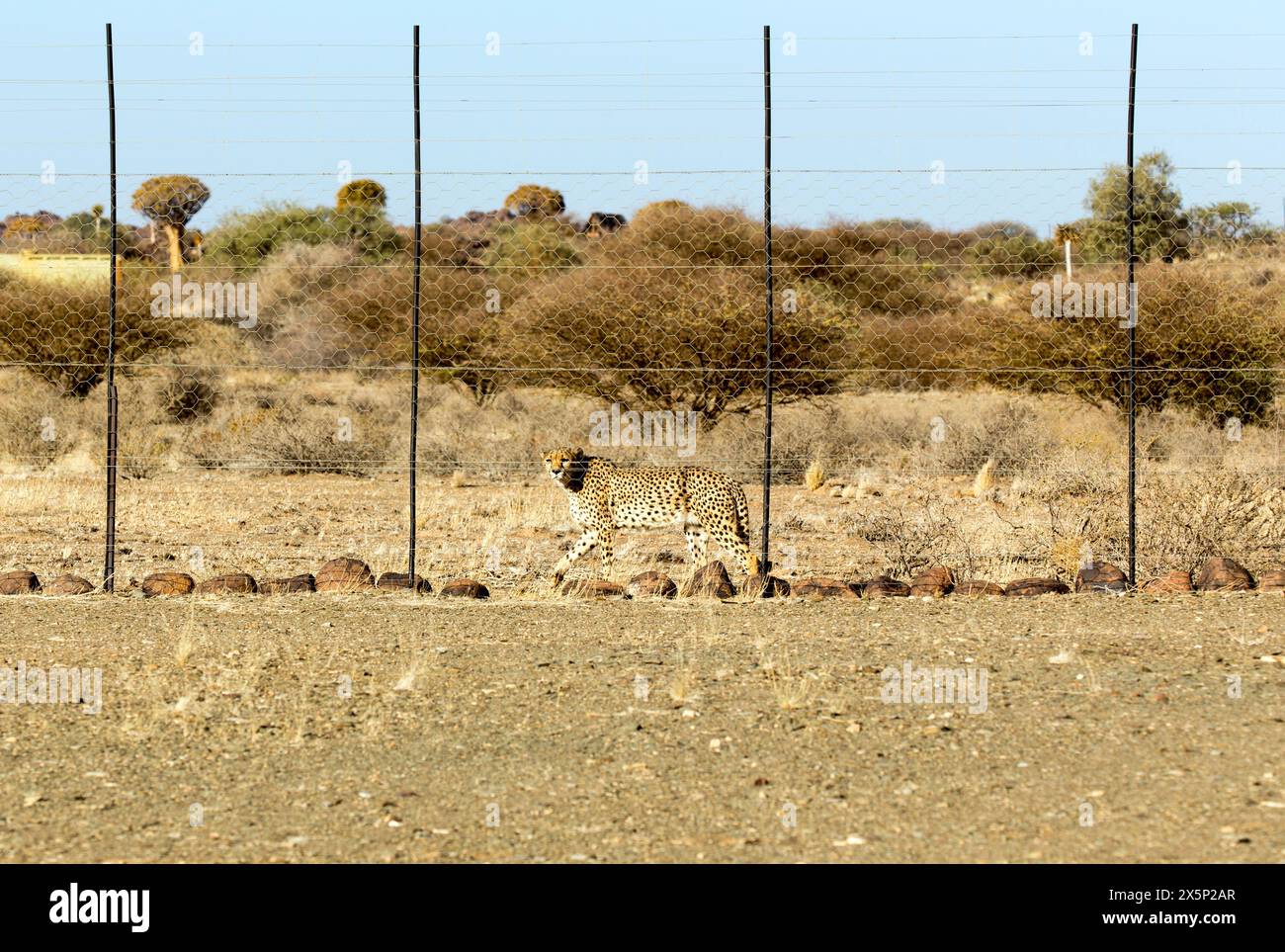 a photo of cheeta in Namibia Stock Photo - Alamy