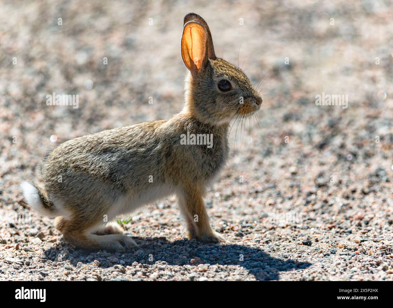 A cute young Cottontail Rabbit crossing a gravel path with illuminated ...