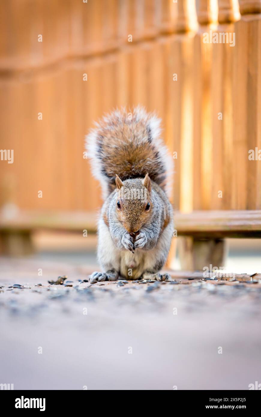 An Eastern Gray Squirrel (Sciurus carolinensis) sitting on a wooden ...