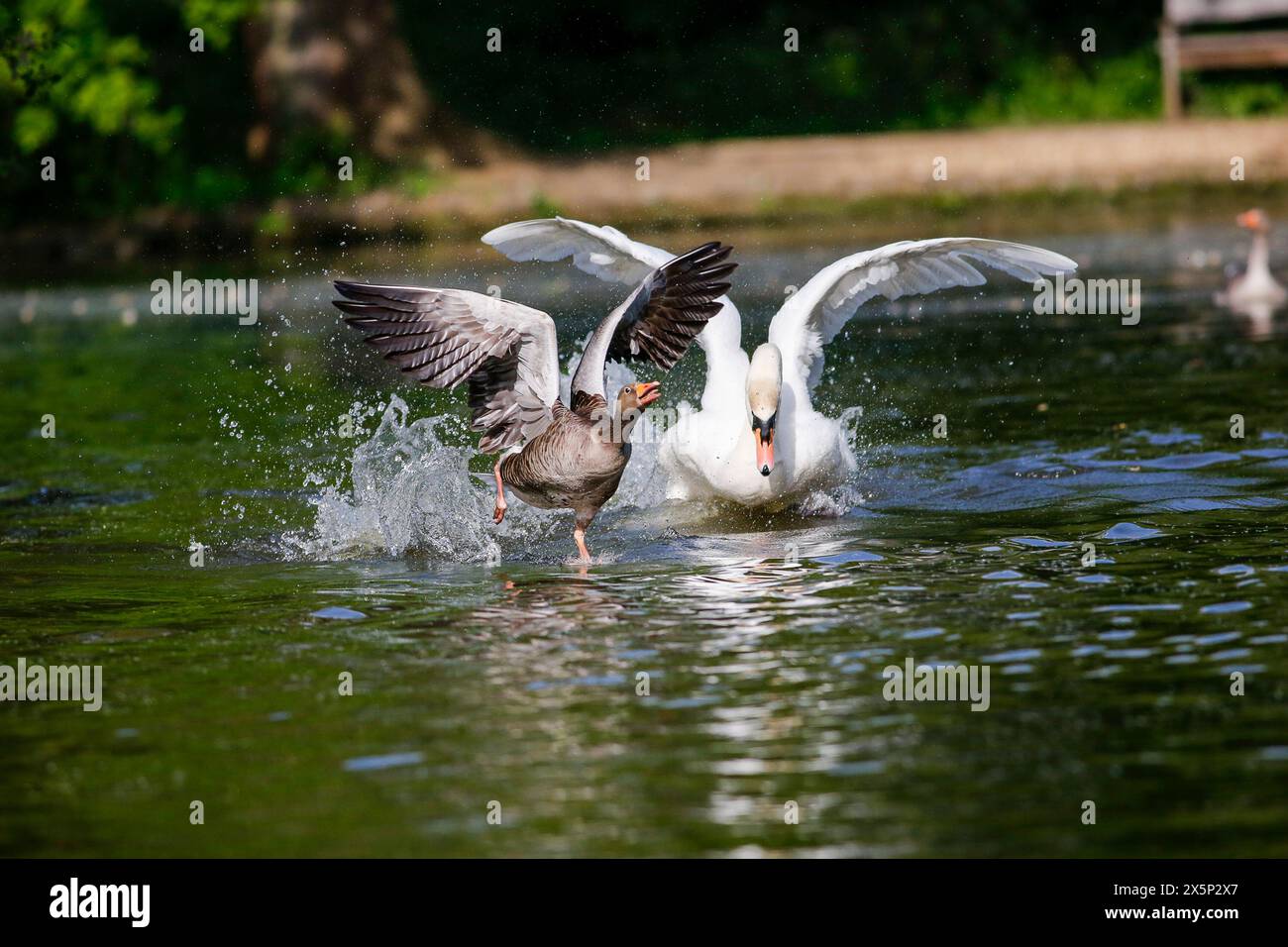Brittens Pond, Worplesdon. 10th May 2024. Sunny weather across the Home ...