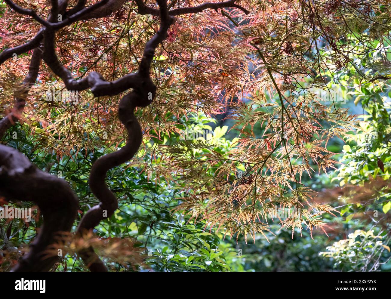 New foliage on acer maple trees in spring. They grow amongst ancient ...