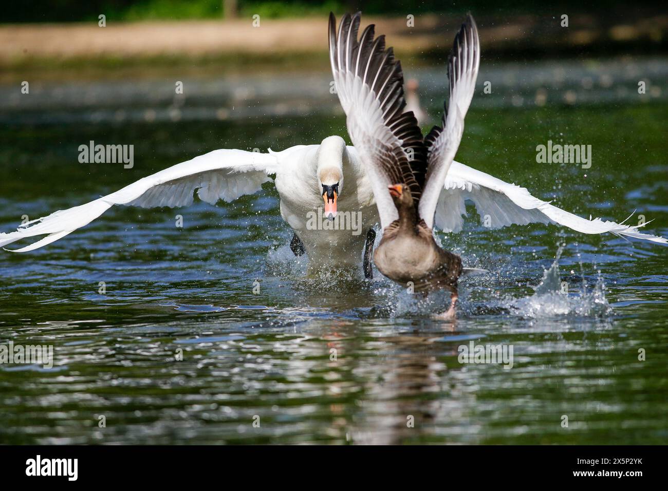 Brittens Pond, Worplesdon. 10th May 2024. Sunny weather across the Home ...