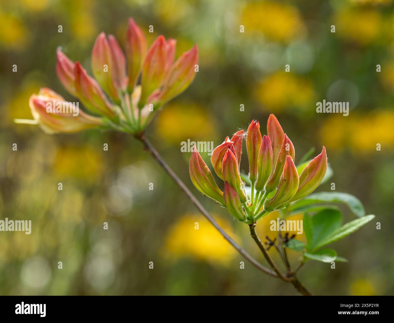 Rhododendron buds, growing on large rhododendron trees next to the lake ...