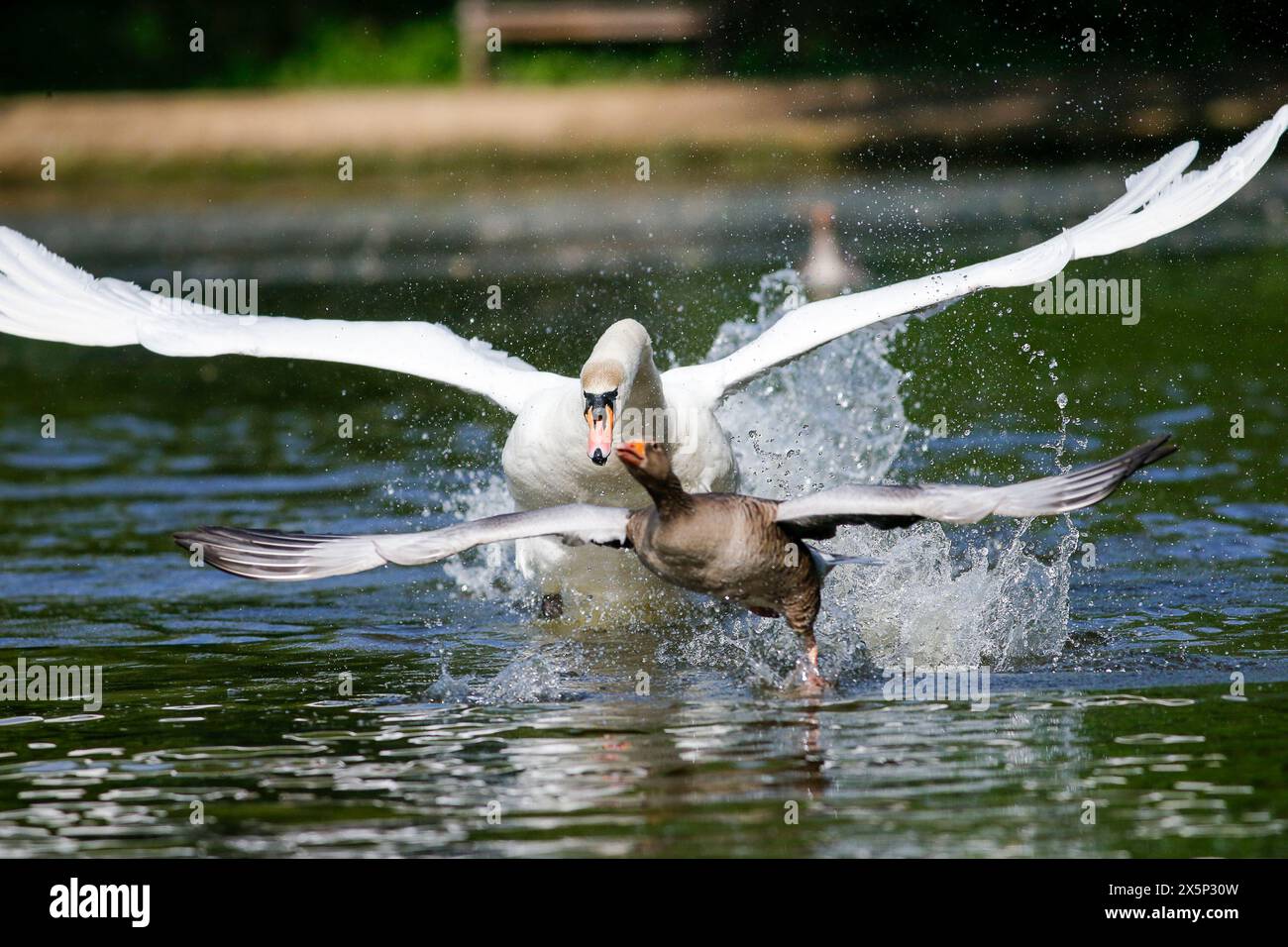Brittens Pond, Worplesdon. 10th May 2024. Sunny weather across the Home ...