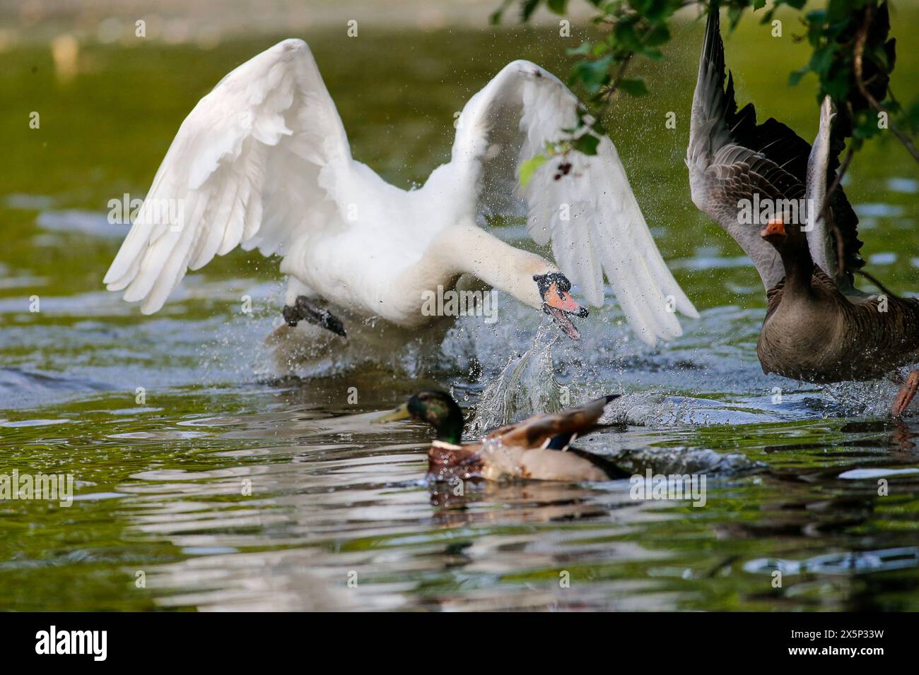 Brittens Pond, Worplesdon. 10th May 2024. Sunny weather across the Home ...