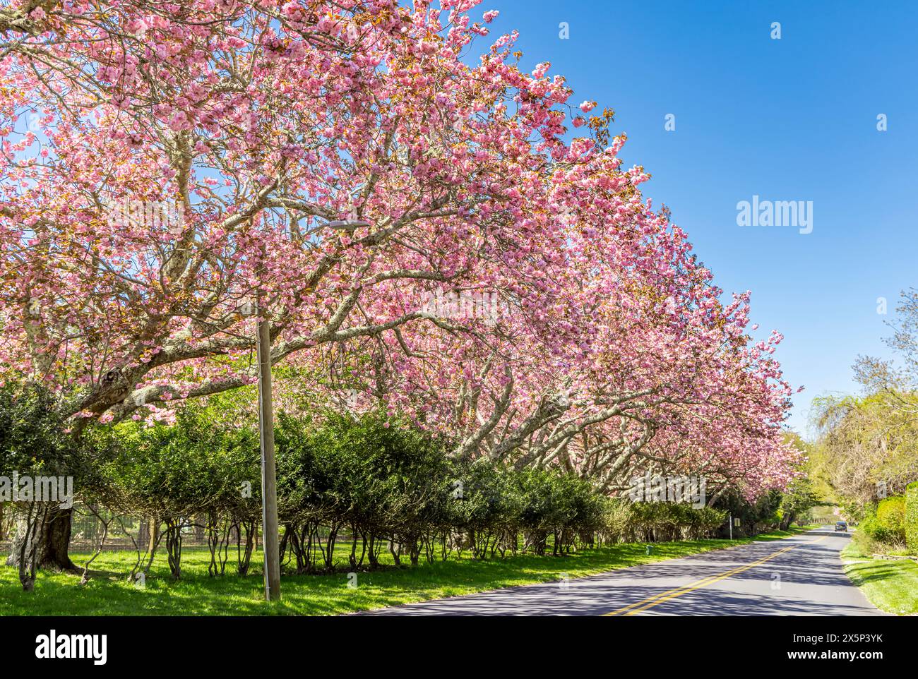 row of blooming pink trees on further lane, east hampton Stock Photo ...