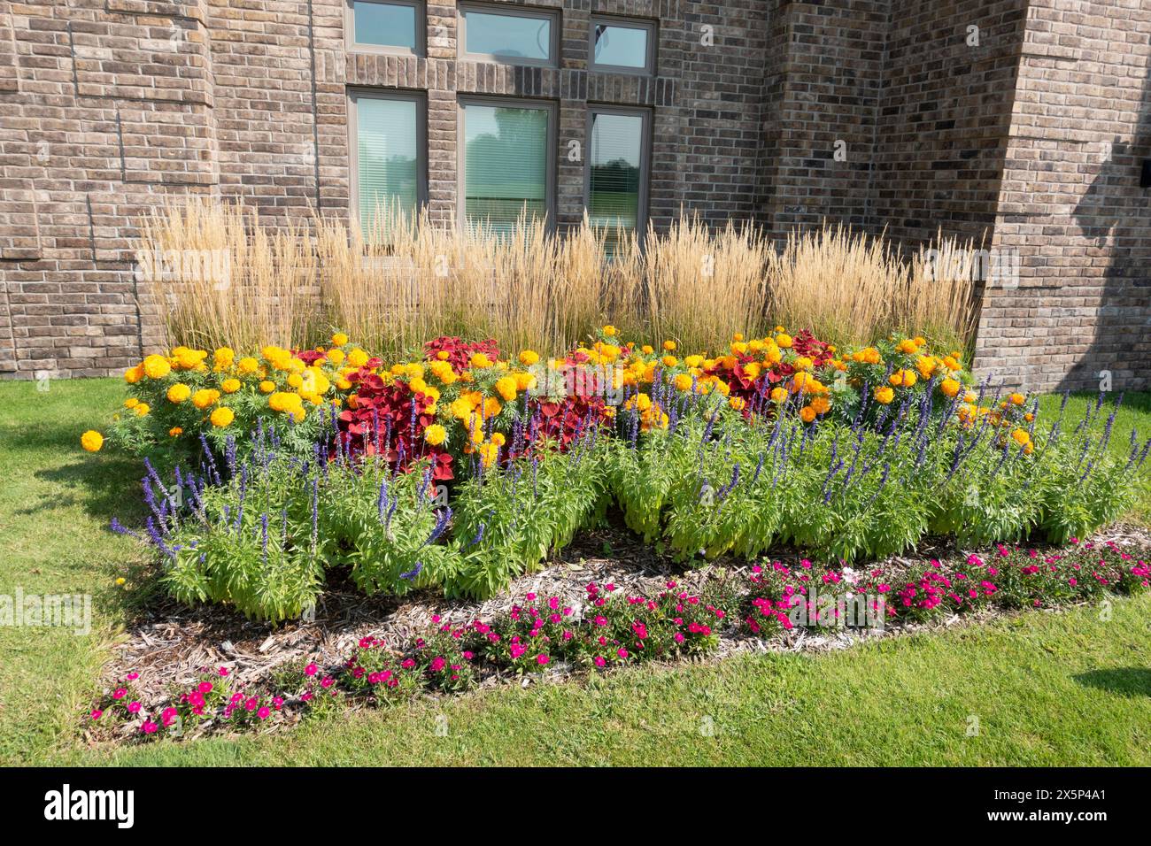 Colorful flower bed with grasses border in back at the Edinburgh Golf ...