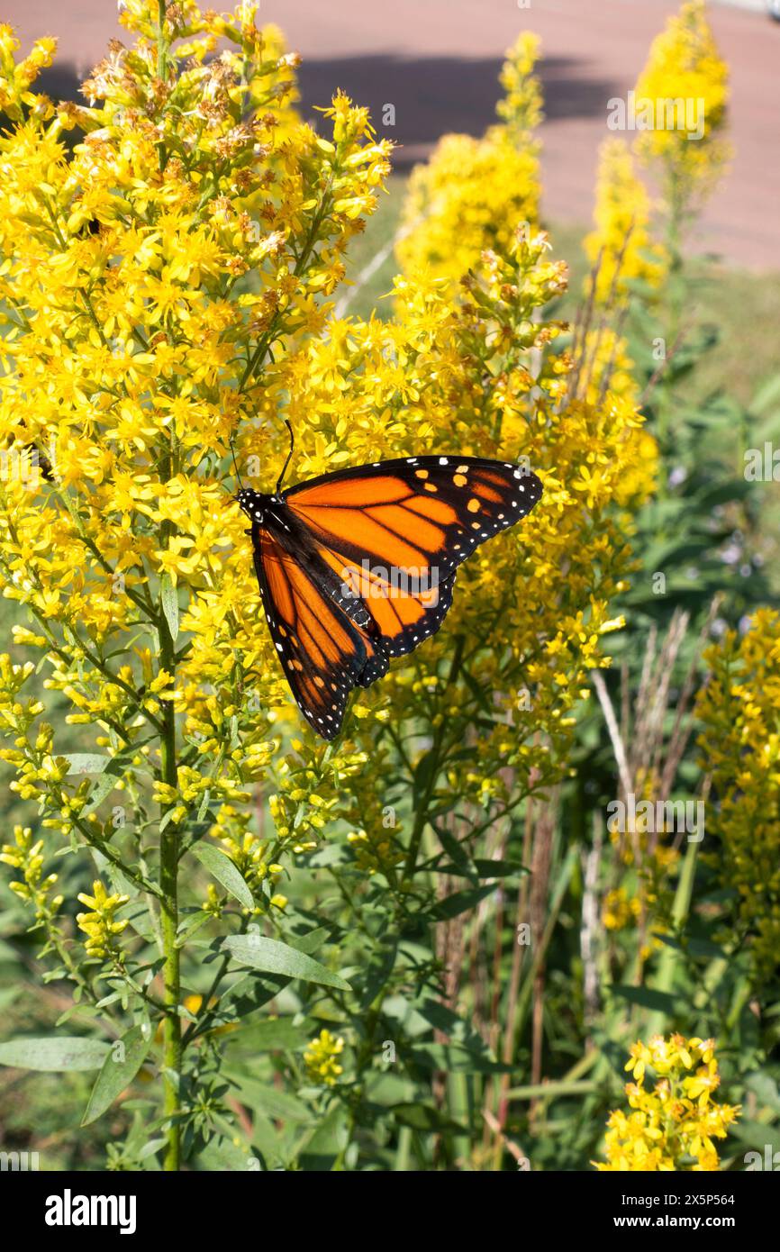 Monarch butterfly jpg hi-res stock photography and images - Alamy