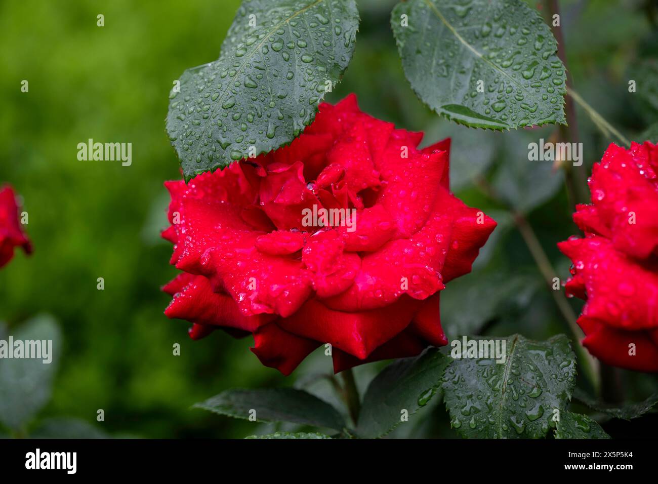 Washington, District Of Columbia, USA. 10th May, 2024. Roses seen in ...