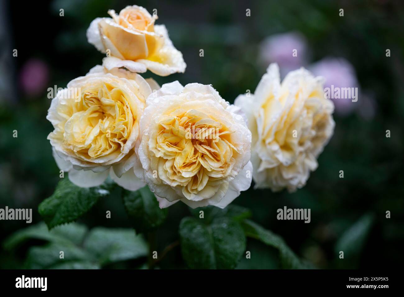 Washington, District Of Columbia, USA. 10th May, 2024. Roses seen in ...
