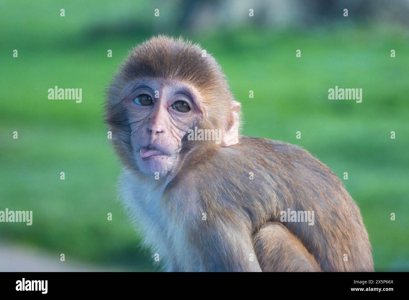 This cheeky little thing was on my car bonnet (shot through the ...