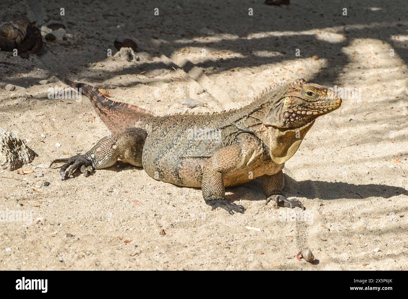 The island is famed for these creatures Stock Photo - Alamy