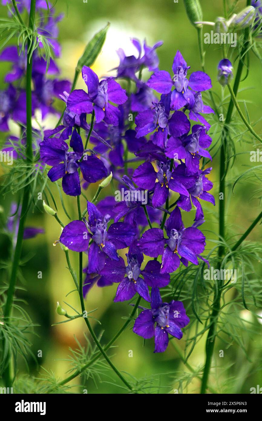 Beautiful Larkspur flowers in a garden Stock Photo - Alamy
