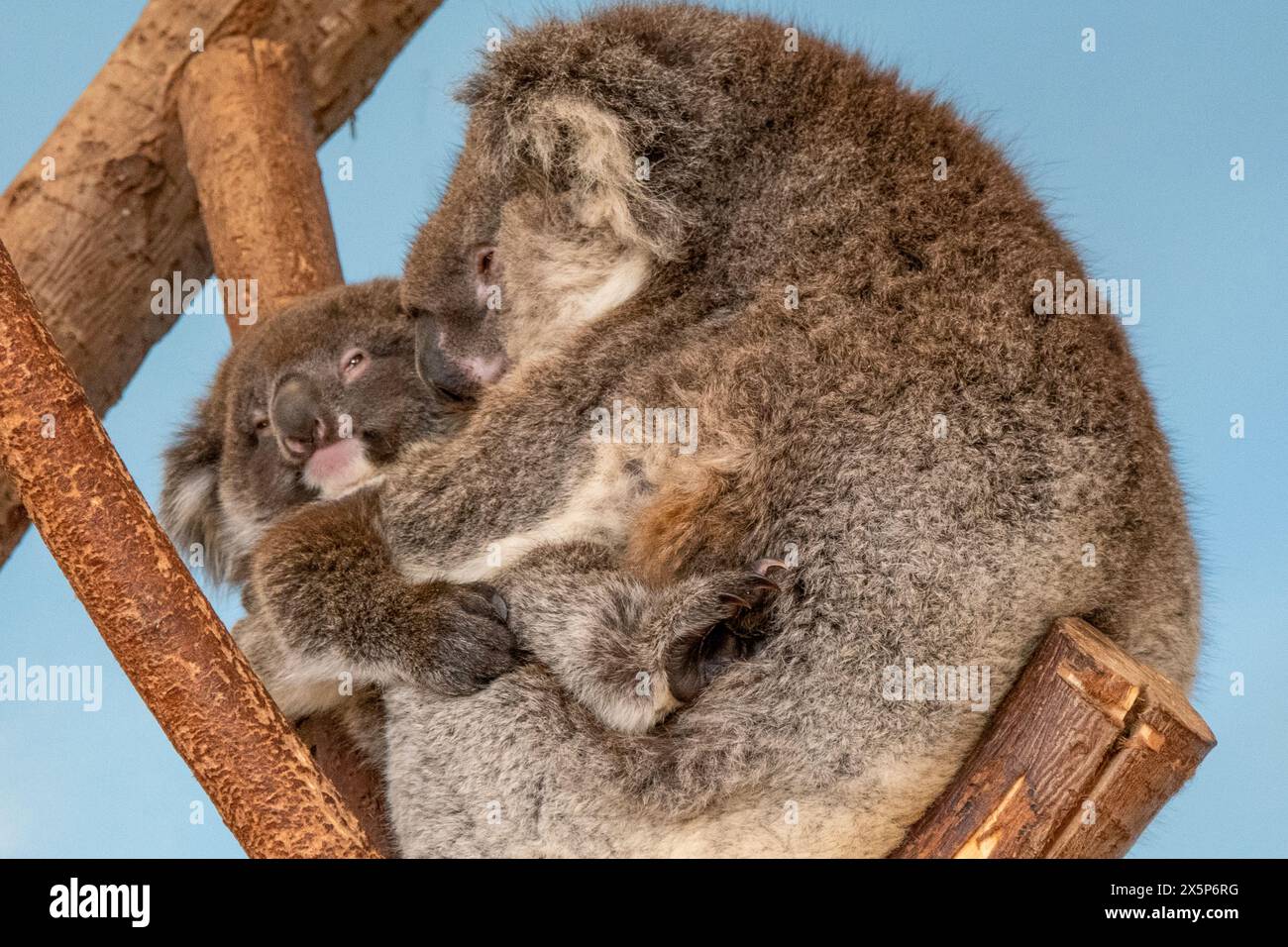 sleeping in a tree Stock Photo - Alamy