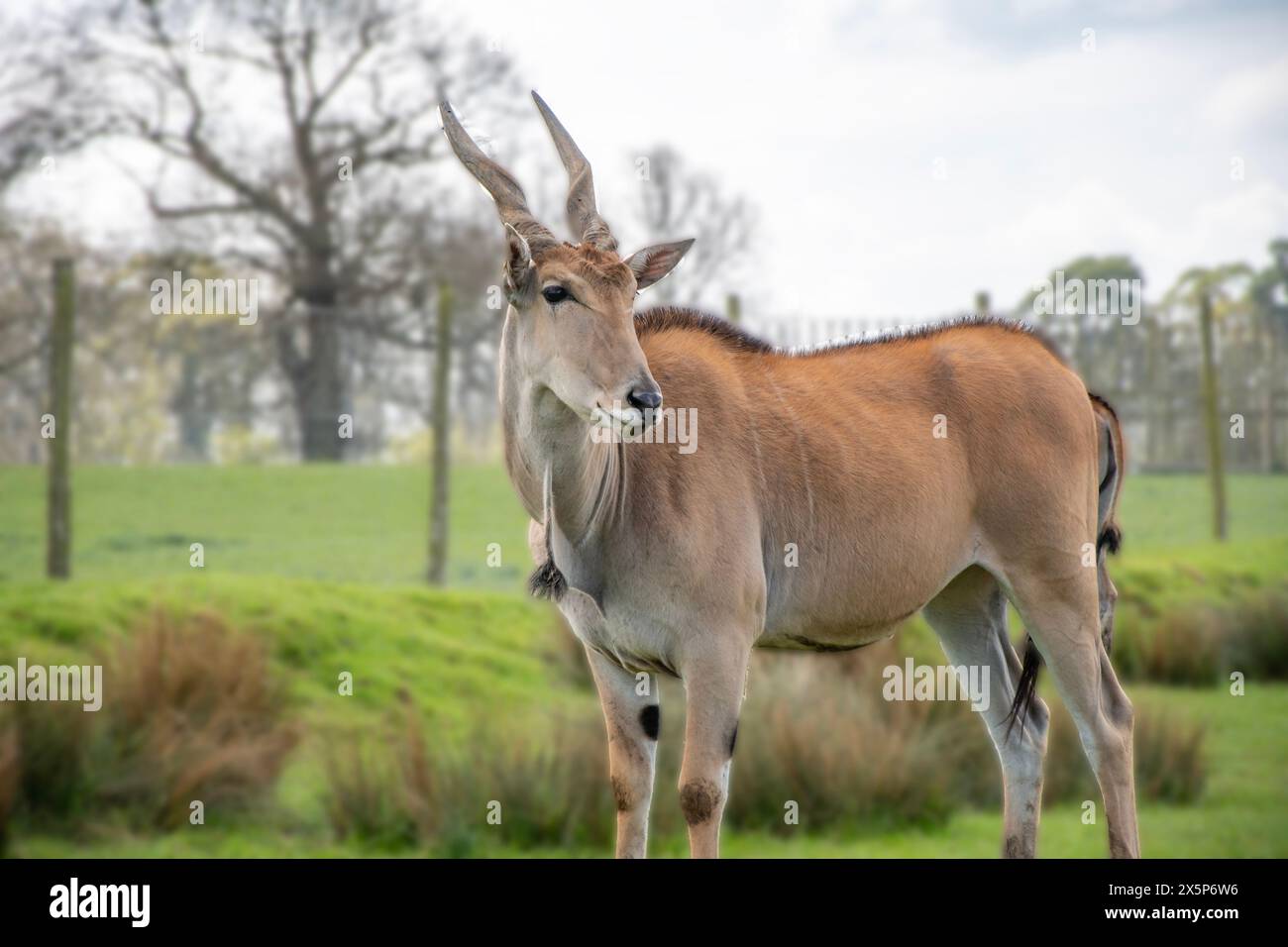 at Longleat Safari Park Stock Photo - Alamy