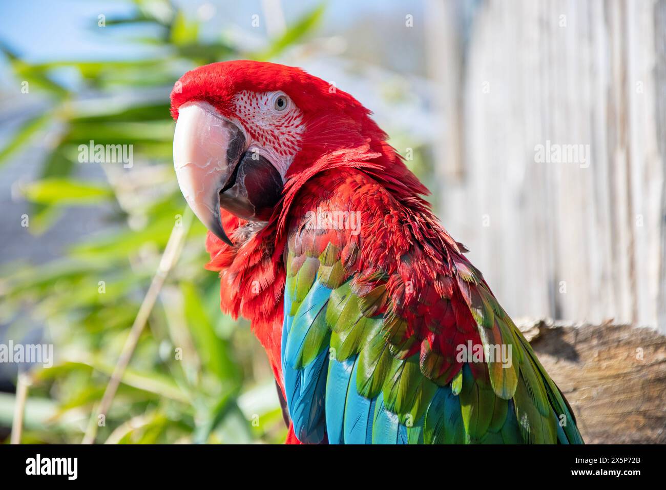 Longleat parrot hi-res stock photography and images - Alamy