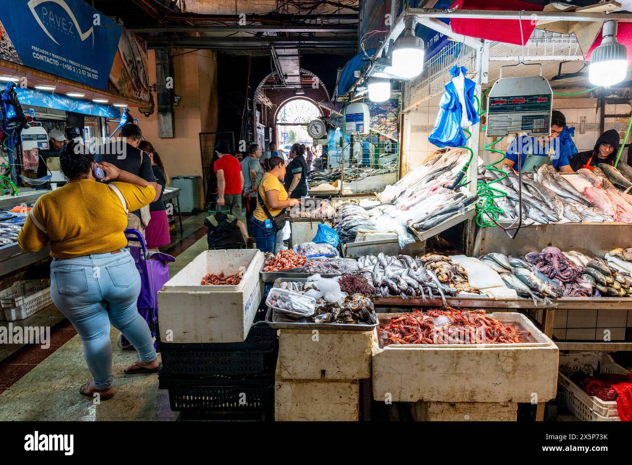 Fresh Fish For Sale In The Mercado Central, Santiago, Chile Stock Photo ...