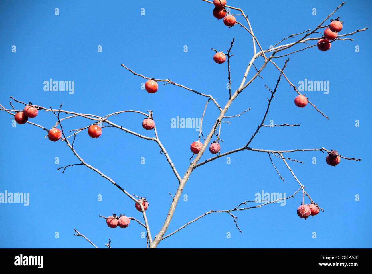 Orange tree fruits ripen hi-res stock photography and images - Alamy