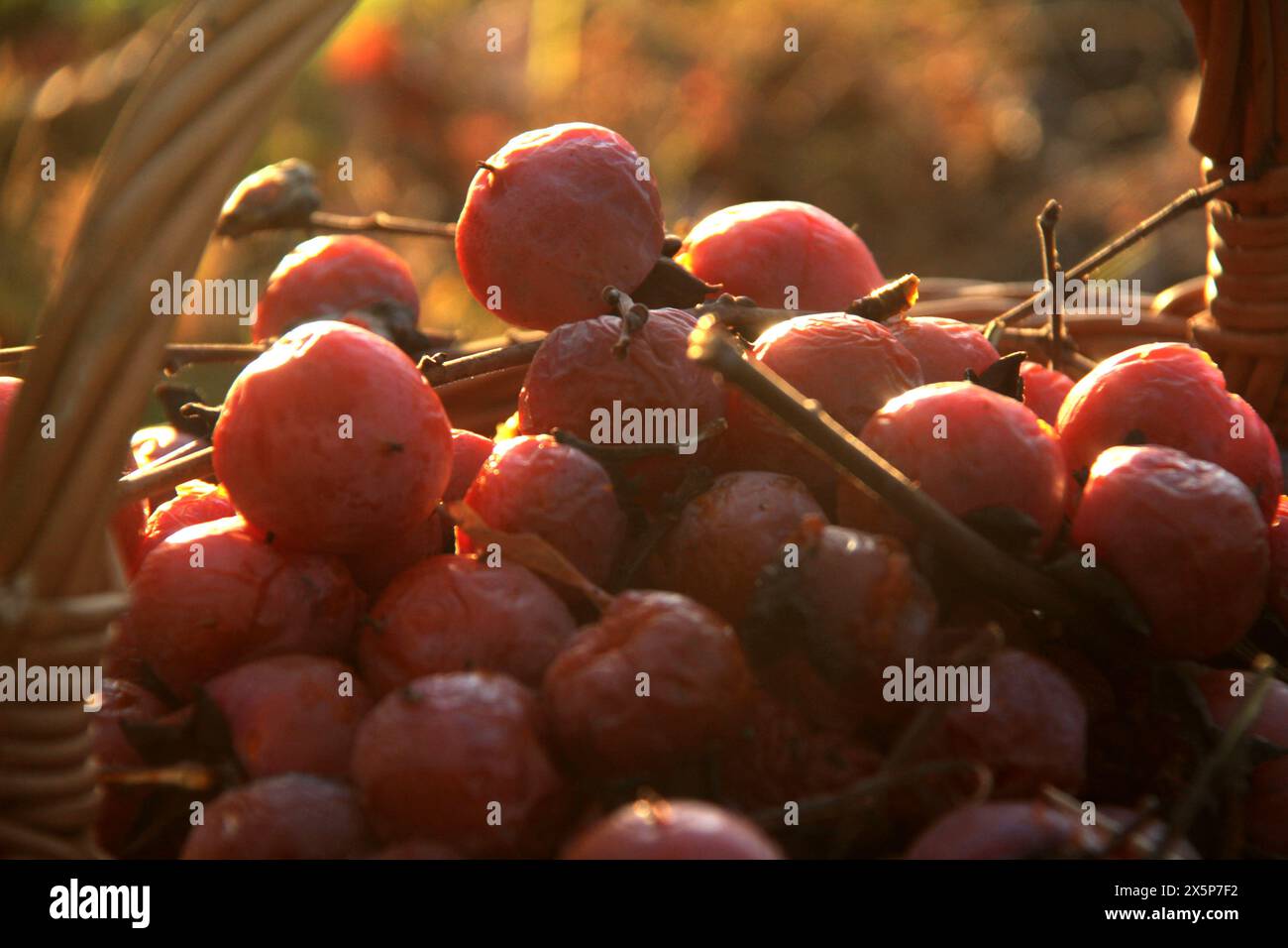Virginia, U.S.A. Persimmon fruits harvested in a basket Stock Photo - Alamy