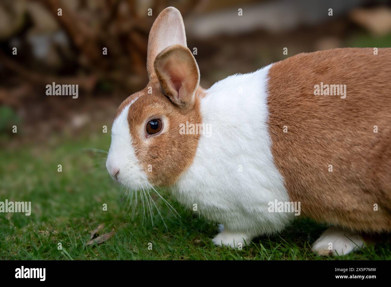 Dutch rabbit hi-res stock photography and images - Alamy