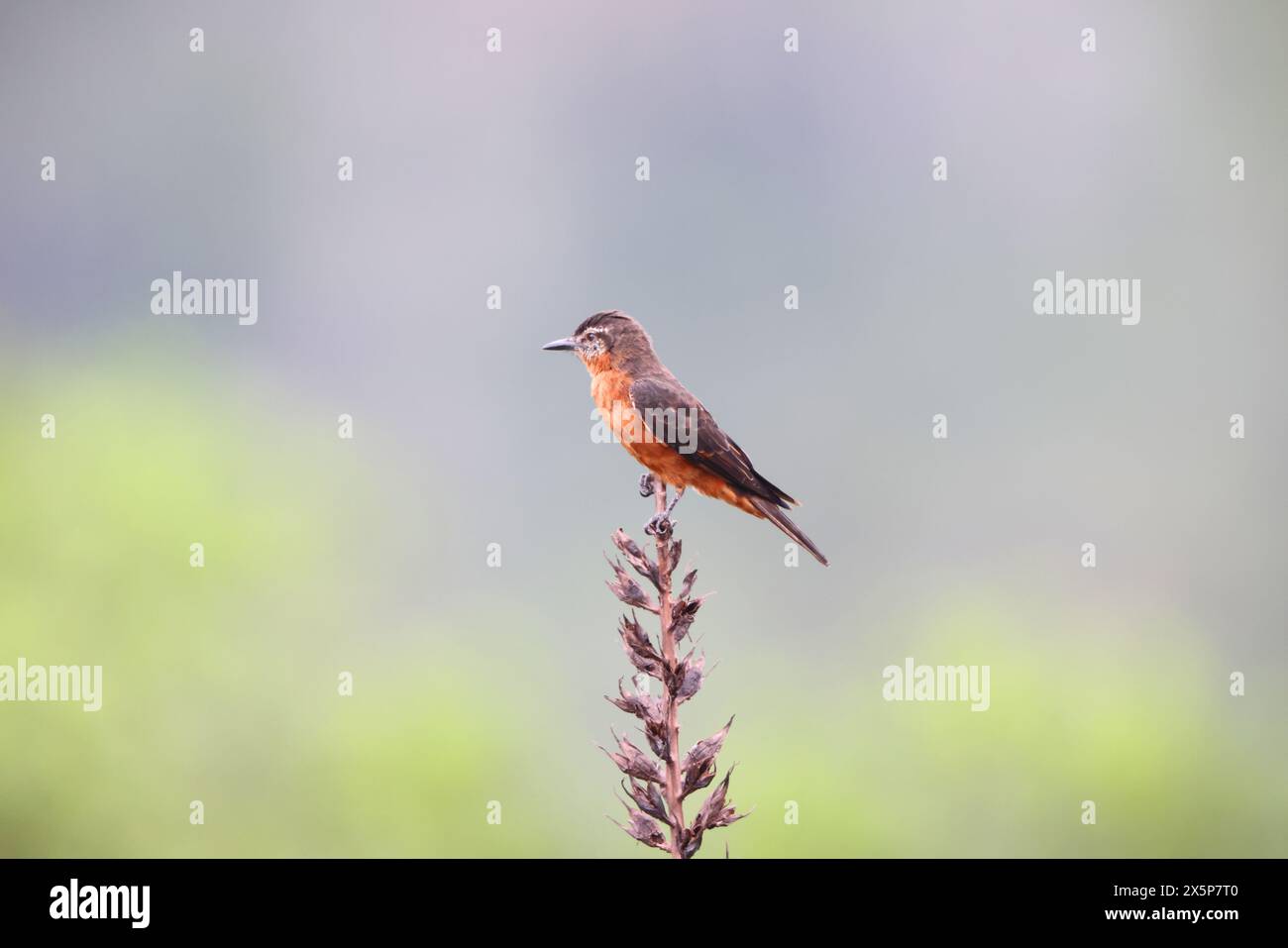 The cliff flycatcher (Hirundinea ferruginea sclateri) is a species of ...