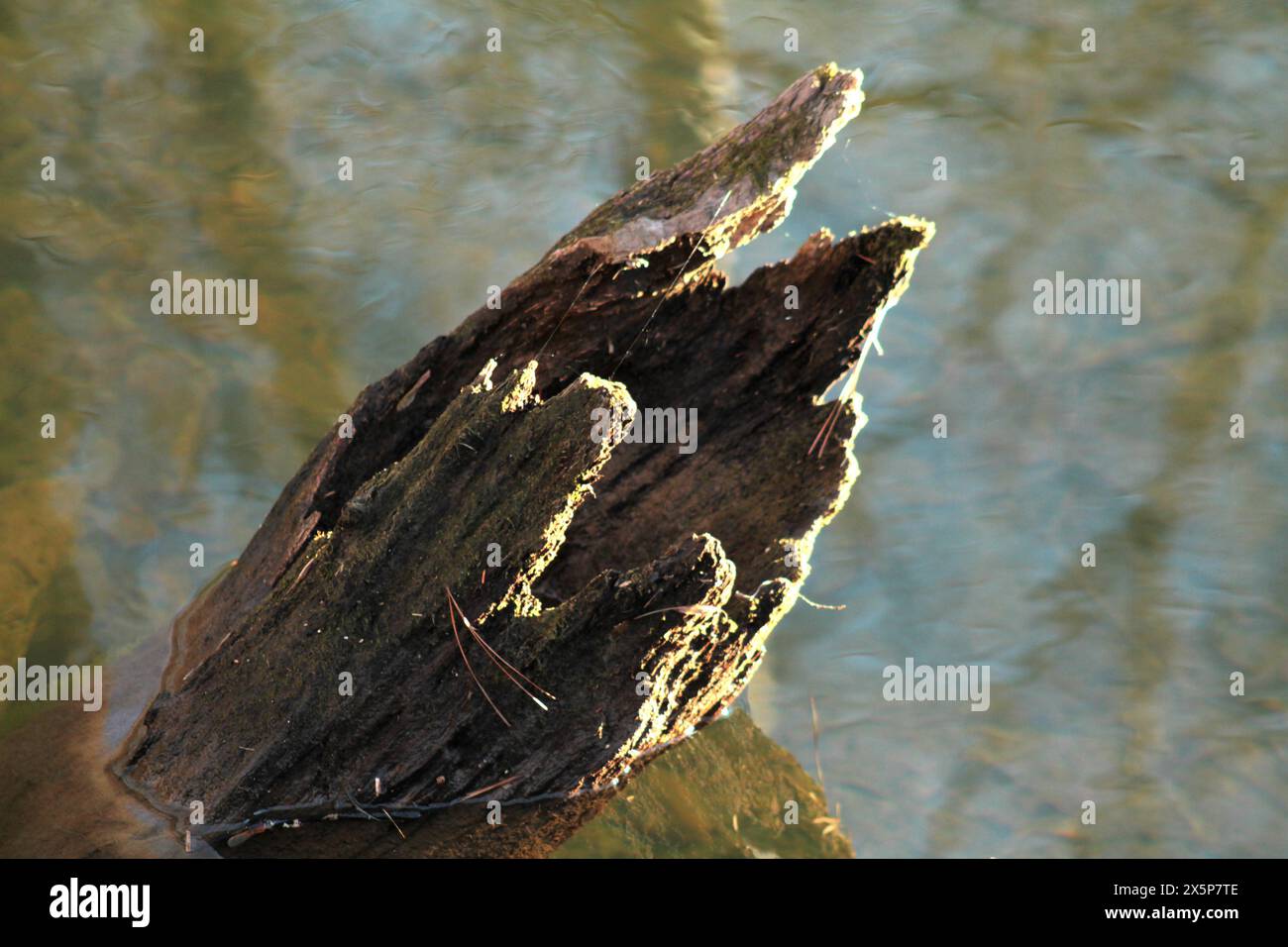 Remains of dead tree in the water Stock Photo - Alamy