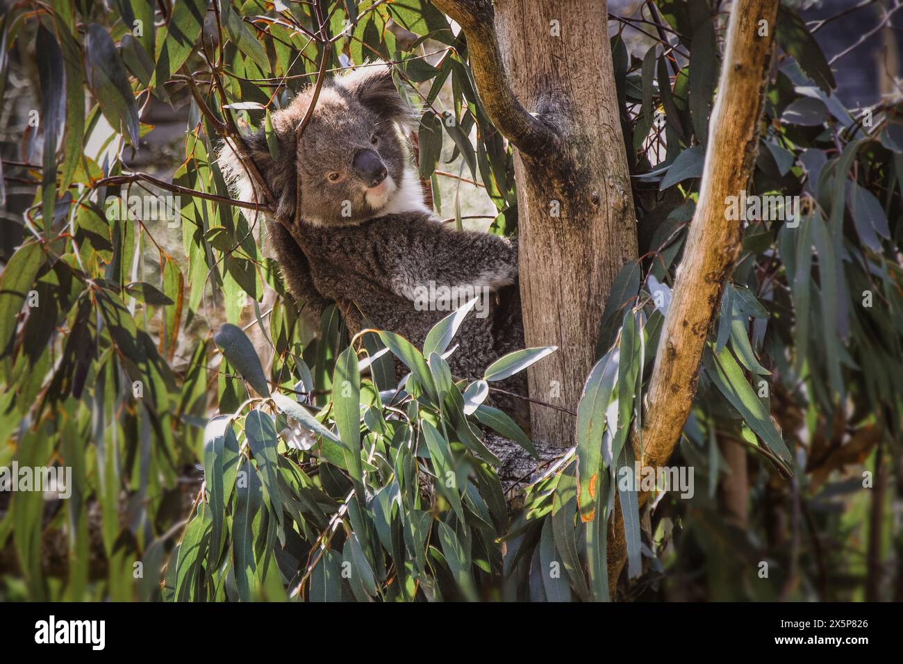 Cute fluffy Aussie native Stock Photo - Alamy