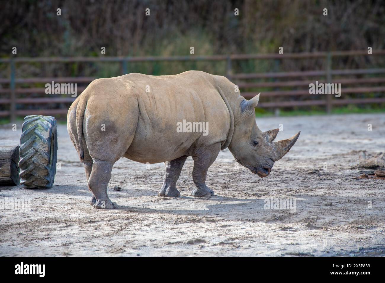 seen at Longleat Safari Park Stock Photo - Alamy