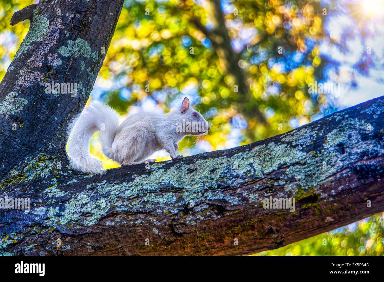 albino squirrel, rare specimen climbing a tree in a park in Cape Town ...