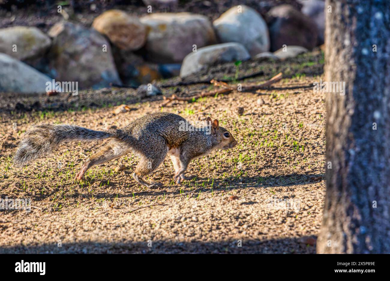 Cape ground squirrel, running fast on the ground to a tree in a park in ...