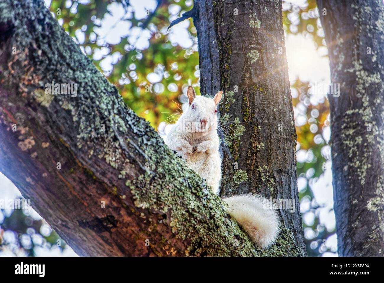 albino squirrel, rare specimen climbing a tree in a park in Cape Town ...