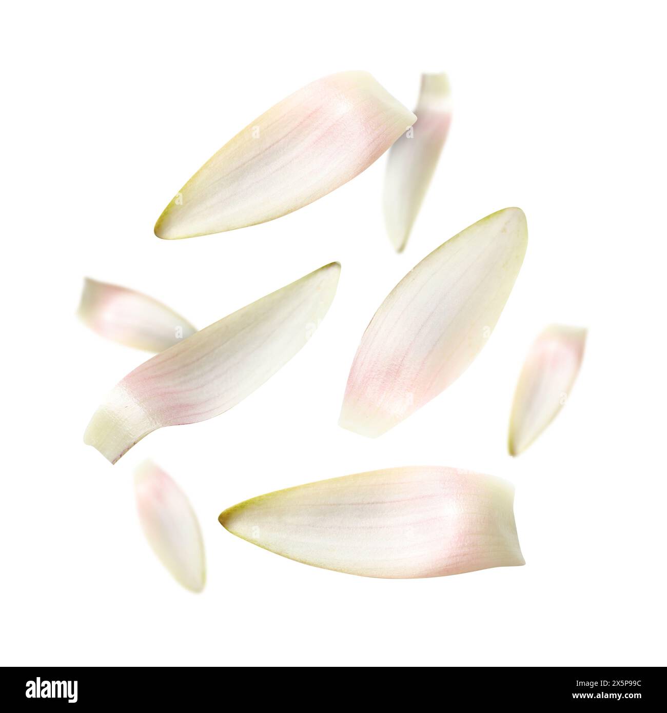 Lotus flower petals falling on white background Stock Photo - Alamy