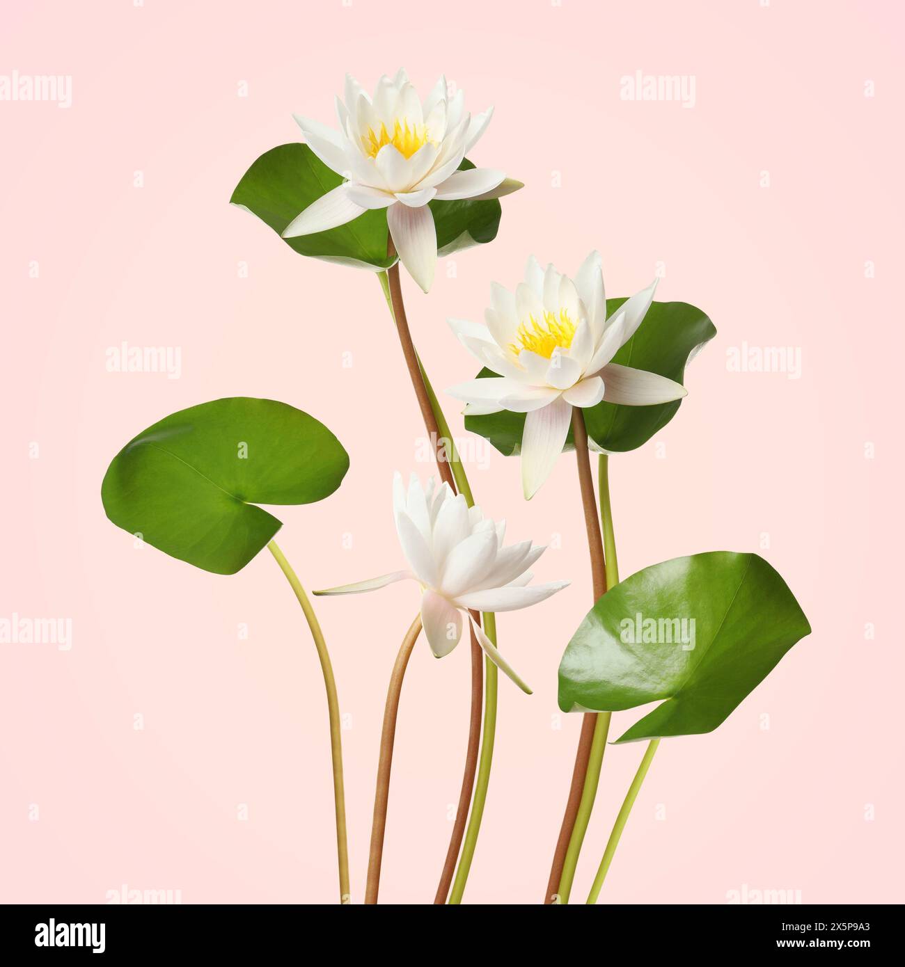 Beautiful lotus flowers with long stems on pink background Stock Photo ...