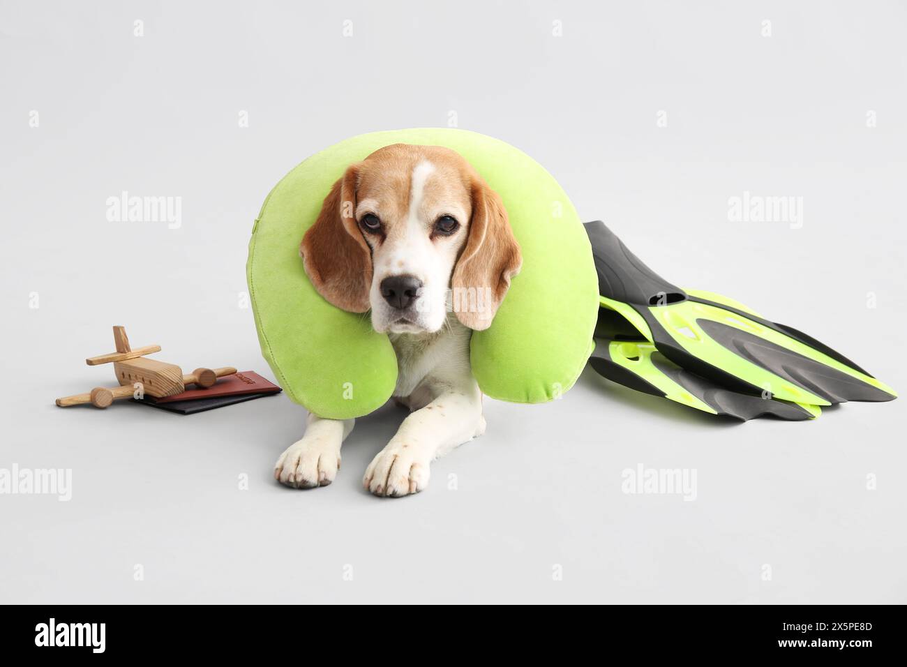 Cute dog in neck pillow lying near flippers on white background Stock ...
