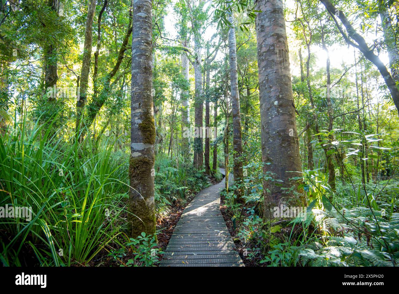 Waipoua Kauri Forest - New Zealand Stock Photo - Alamy