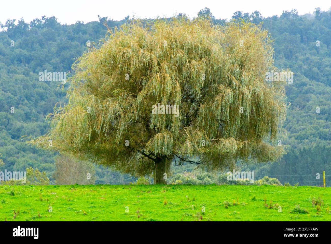 Waikato region sheep hi-res stock photography and images - Alamy