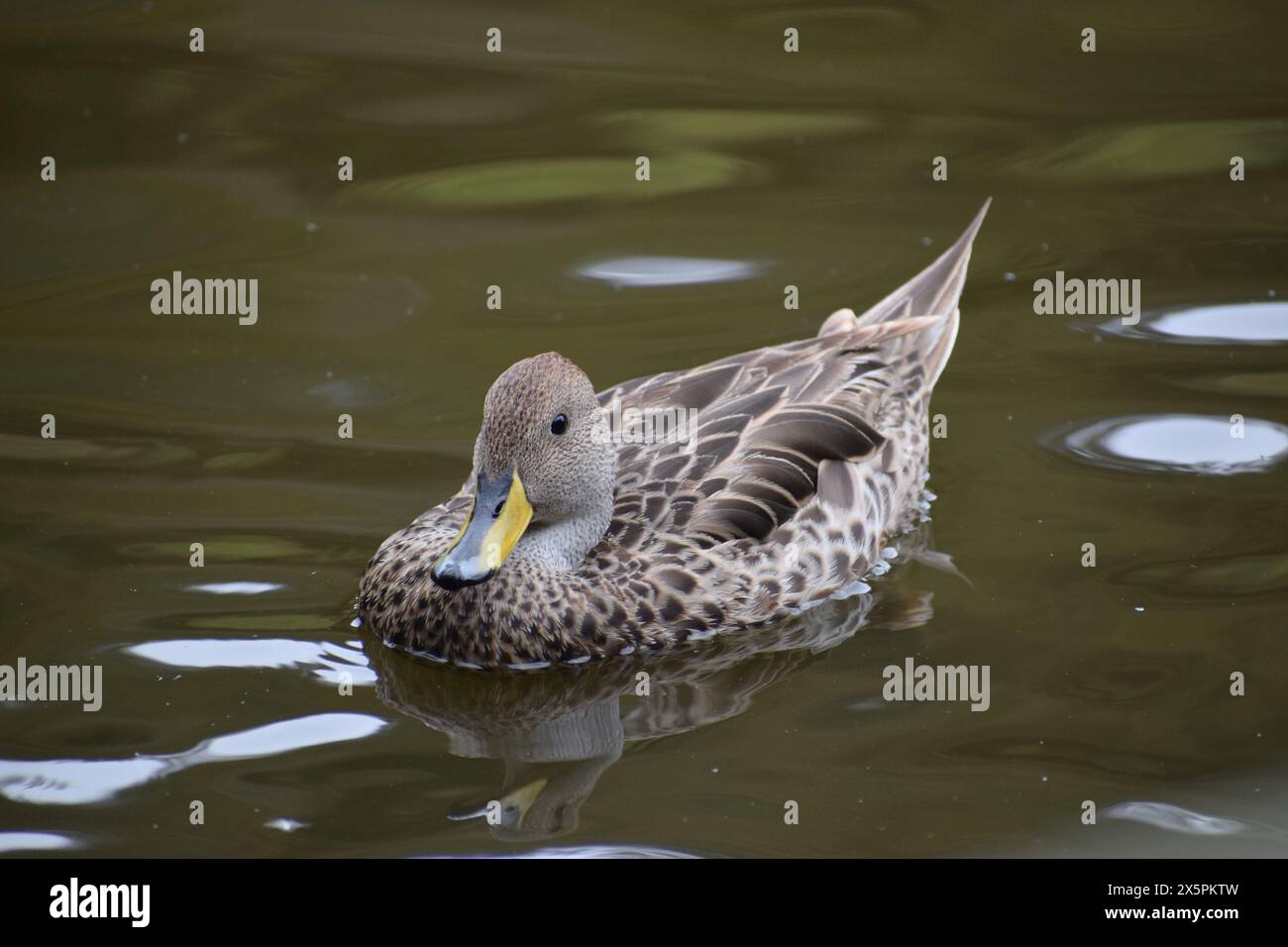 Pato de chile hi-res stock photography and images - Alamy