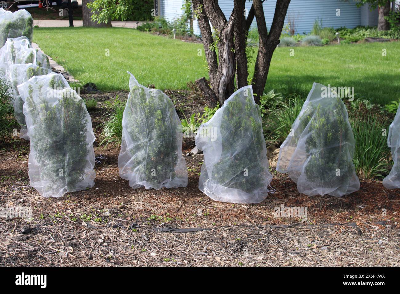 Shrubs in Tulle netting as a protection from cicadas in Des Plaines ...